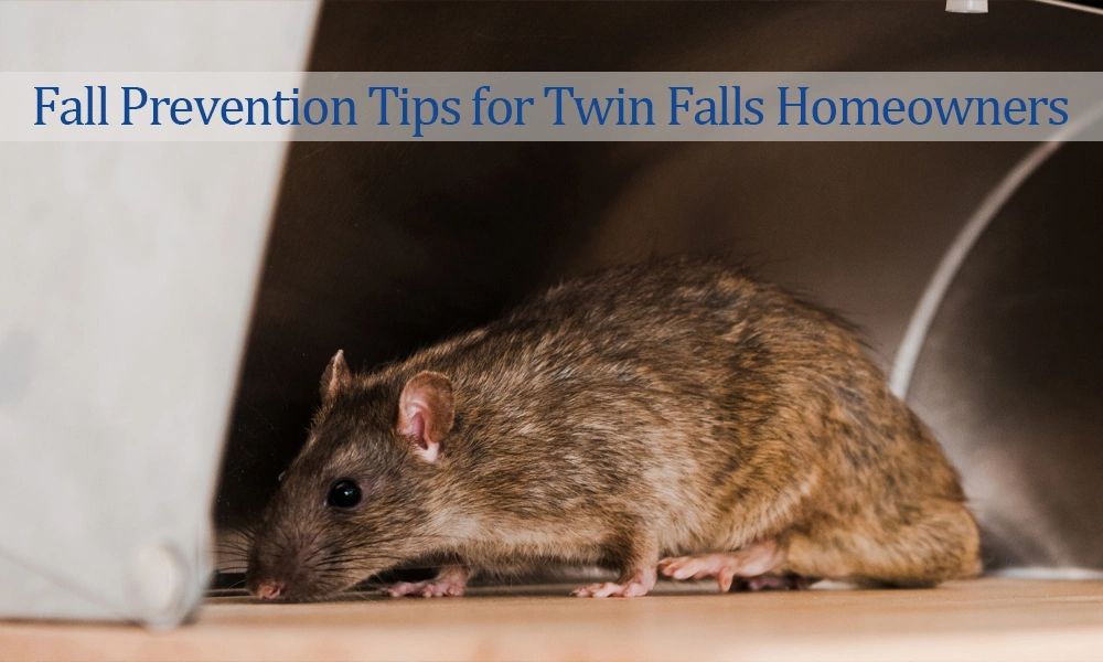 Rodents and Wildlife Are Moving In: Fall Prevention Tips