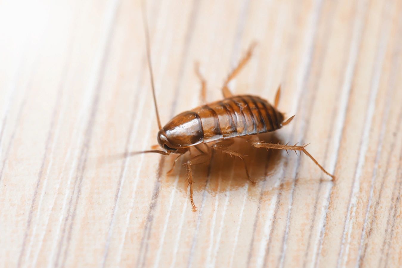 Oriental Cockroaches: A Growing Problem for Twin Falls Businesses