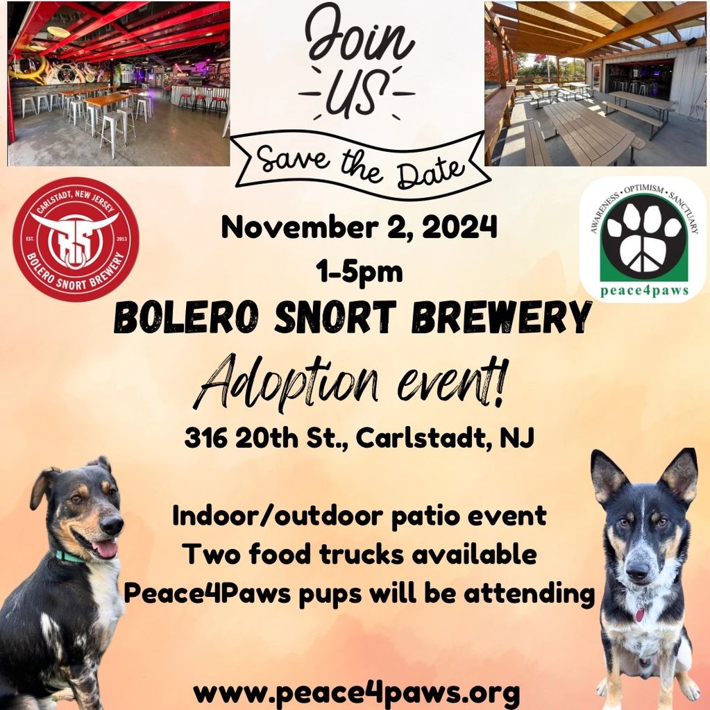 Peace4Paws - Dog Adoption, Rescue Dogs, Beagle Puppy