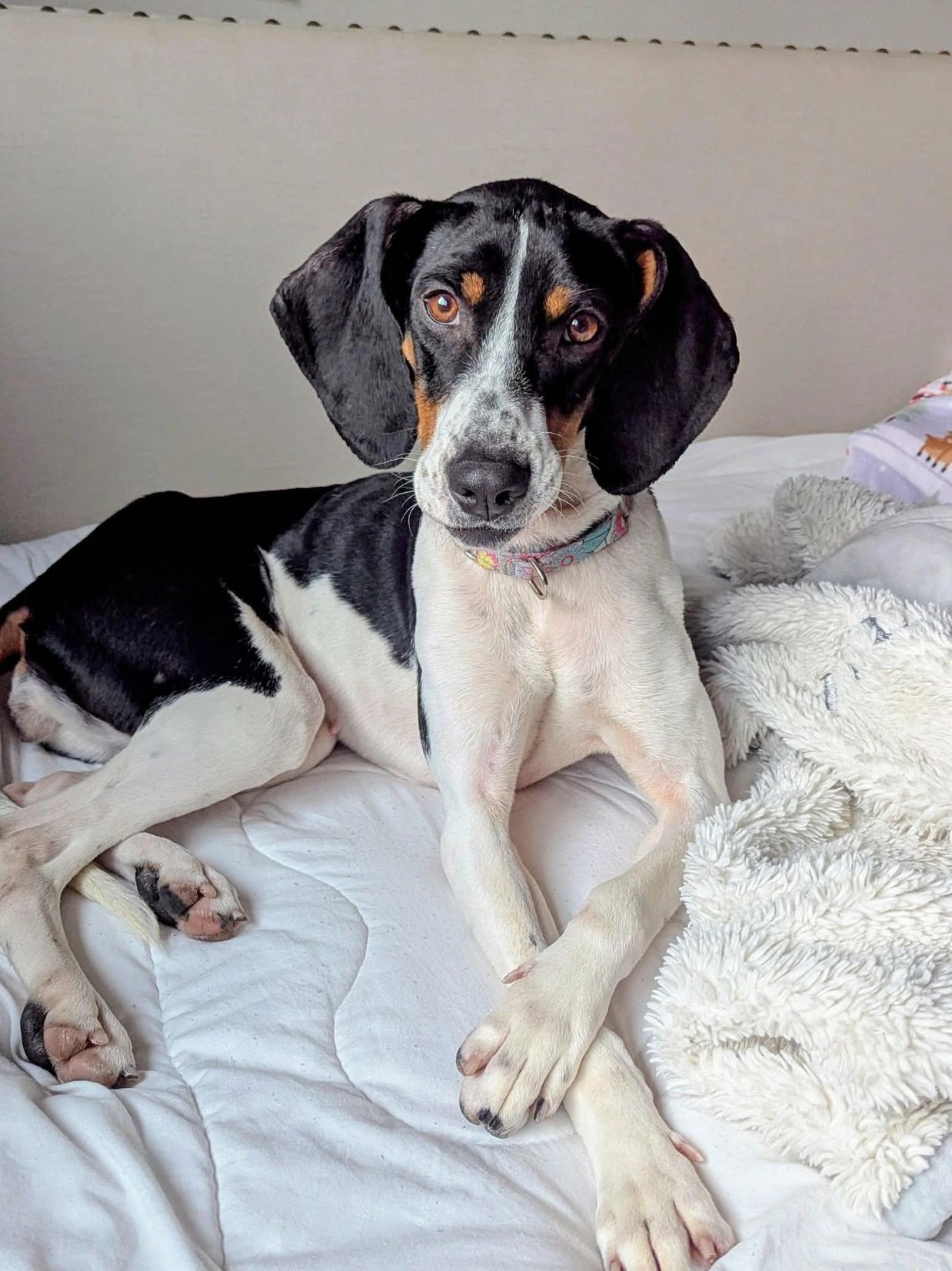 beagle pointer mix for adoption