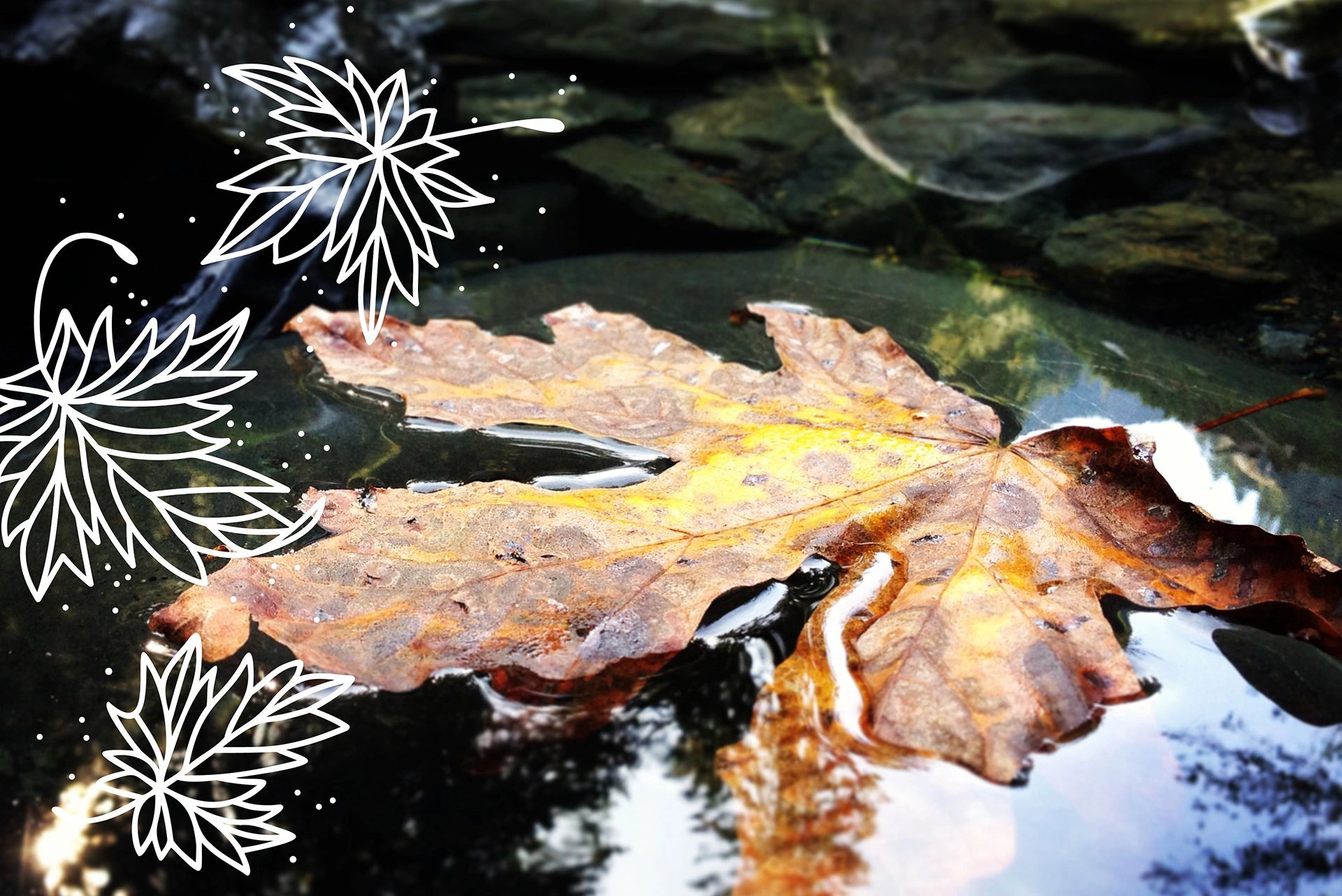 HOME | Three Leaves Design