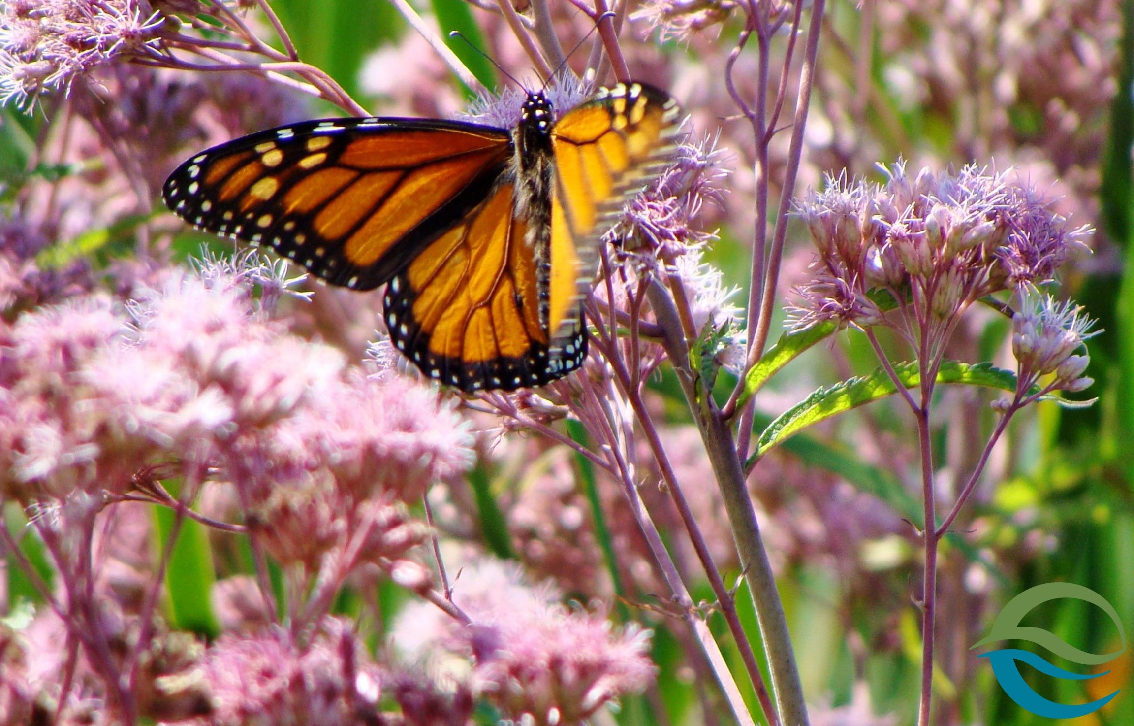 Native Garden for Monarchs