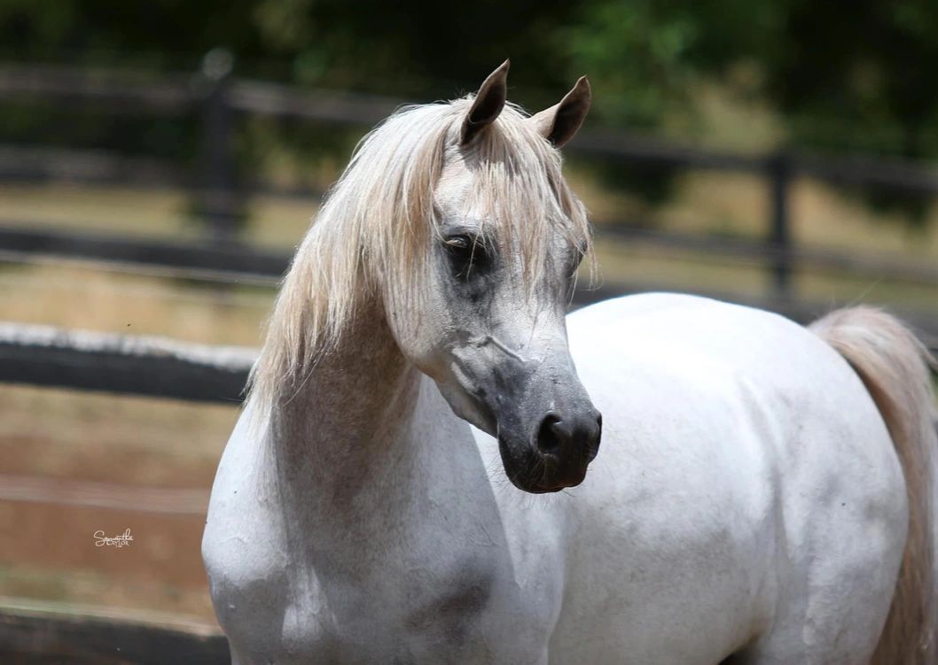 Krishlah Arabians Australia