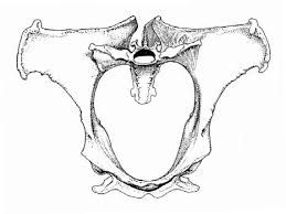 Equine Sacroiliac Joint Dysfunction