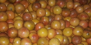 Products | Seasons Farm Fresh