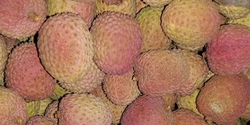 Products | Seasons Farm Fresh