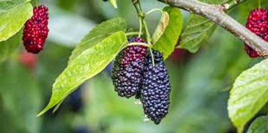 Mulberry Tree Education
