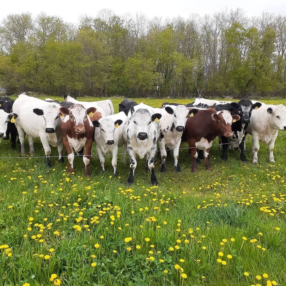 Haffner Family Farm - Home