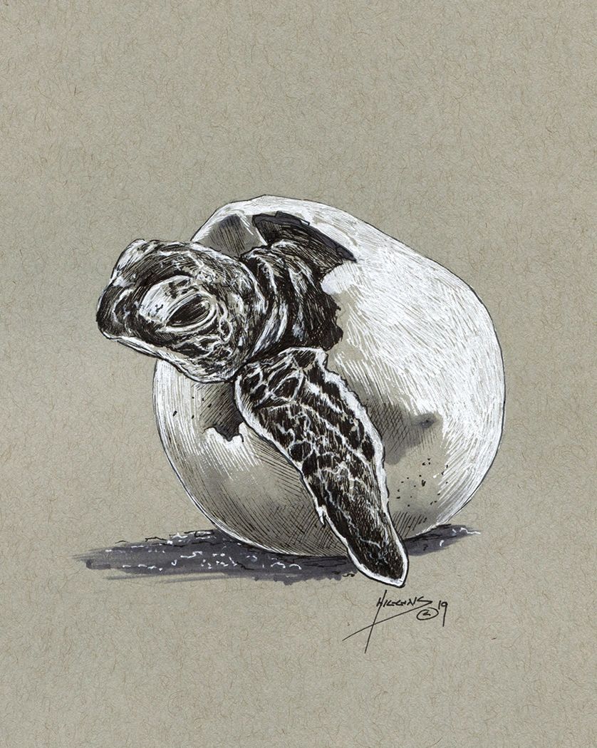 Sea Turtle "Hatchling" Print