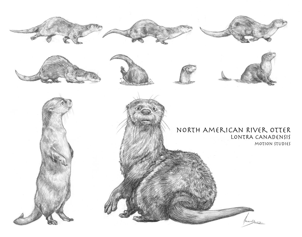 Otter Motion Study
