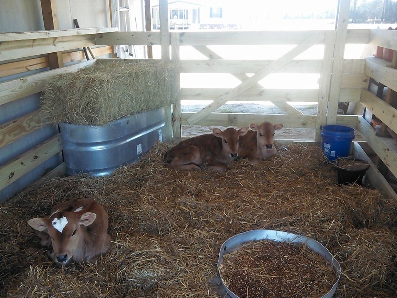Stewart Farms Beef - Grass Fed Beef, Steak, Rib Eye Steak