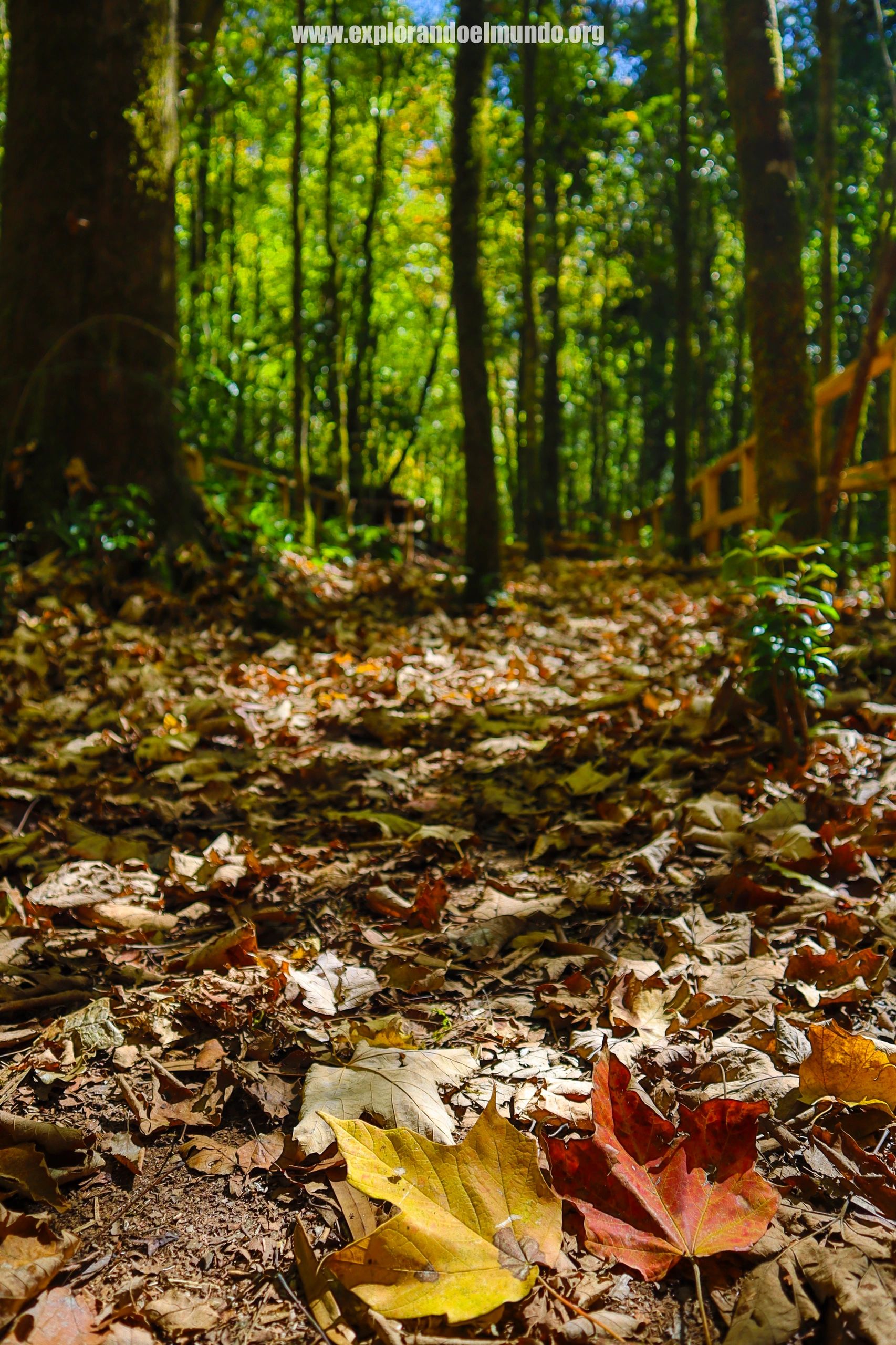 El bosque de Maple en Jalisco, un ecosistema único en el mundo