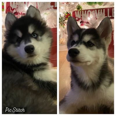 Siberian Husky - Fluffy Tail Huskies