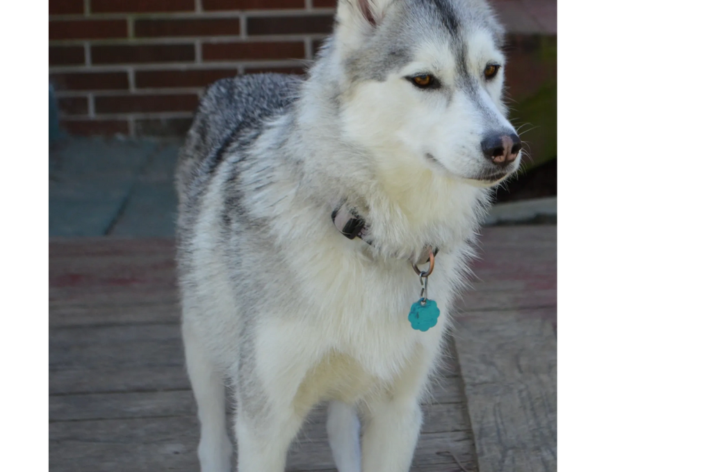 Siberian Husky - Fluffy Tail Huskies