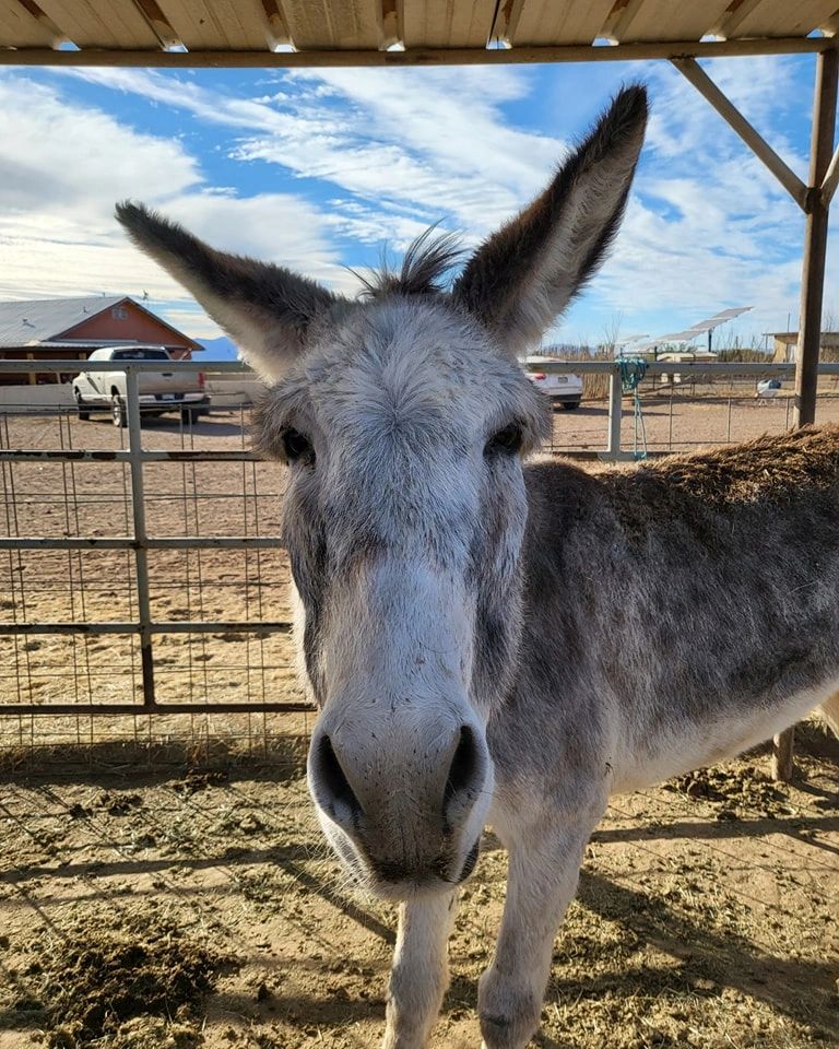 Dusty's Sad Story Continues