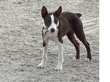 McNab's For Sale | McNab Dogs, Akbash Dog, Nigerian Dwarf Goats