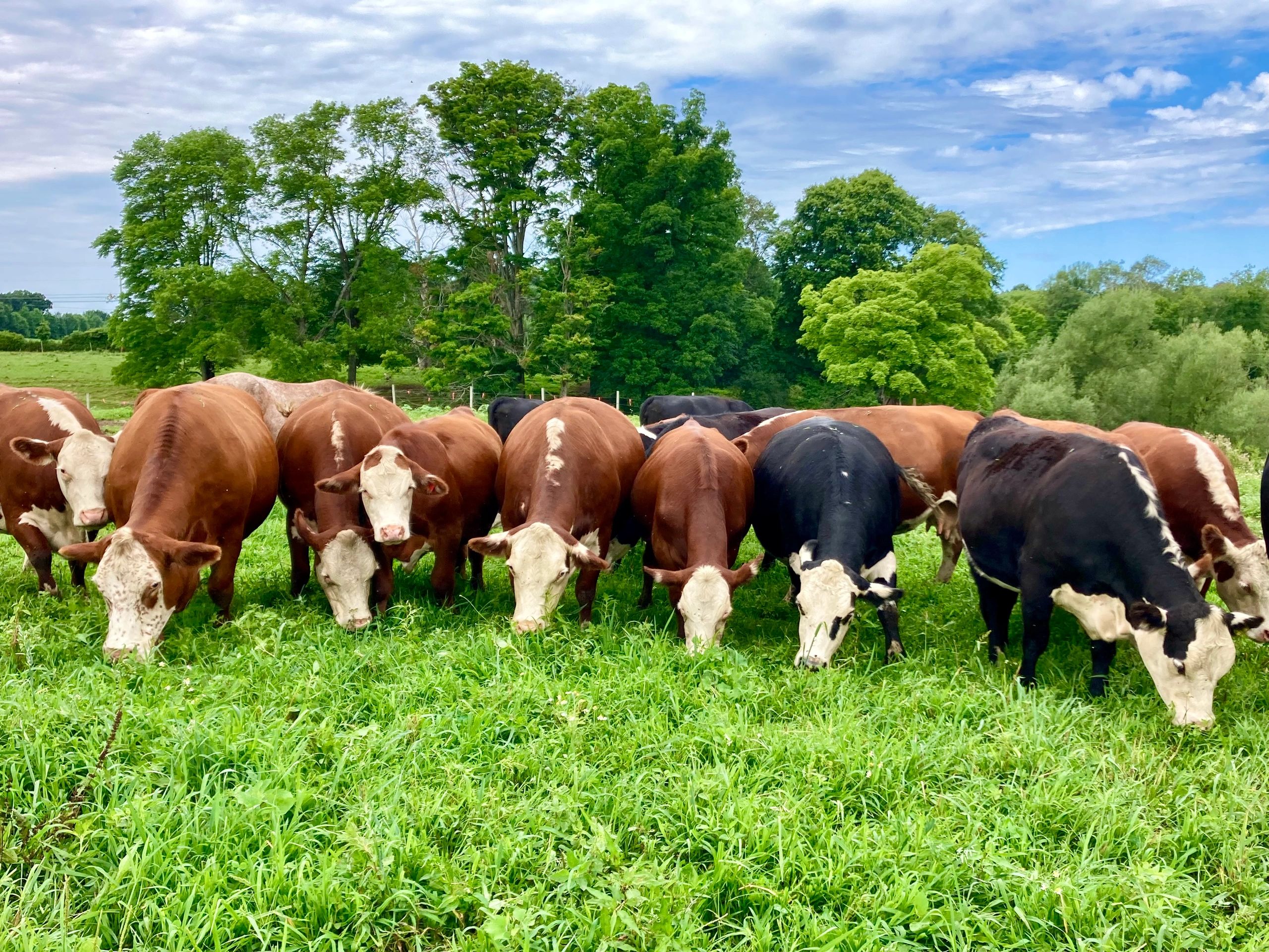 Willow Creek Family Farm - Beef, Shares, Ground & Cuts