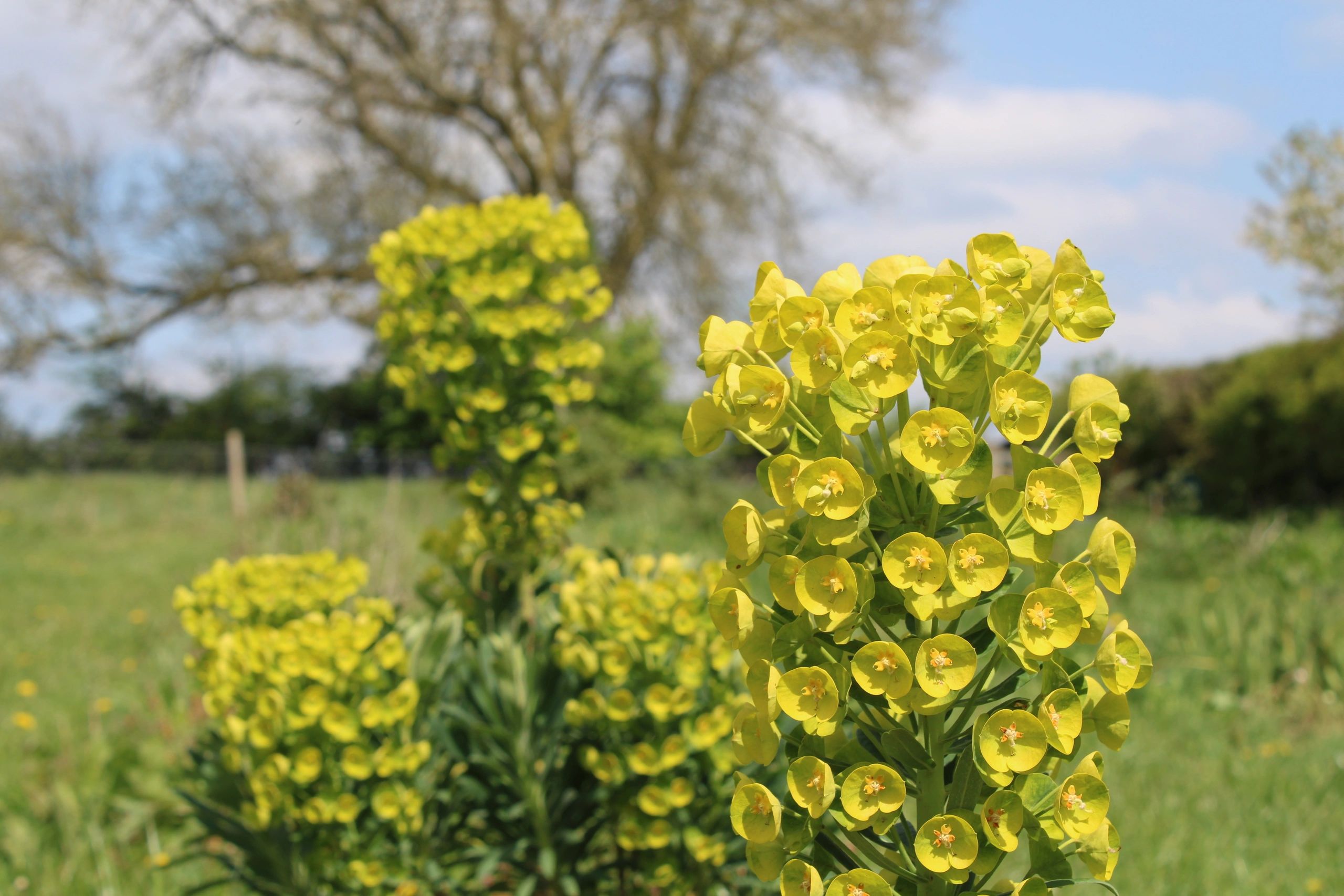 Pick Your Own Flowers at The Longstock Flower Farm