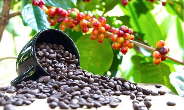 The Benefits of Drinking Pure Black Coffee