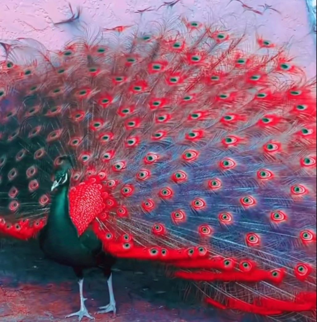 Pan Bahar Pan Masala