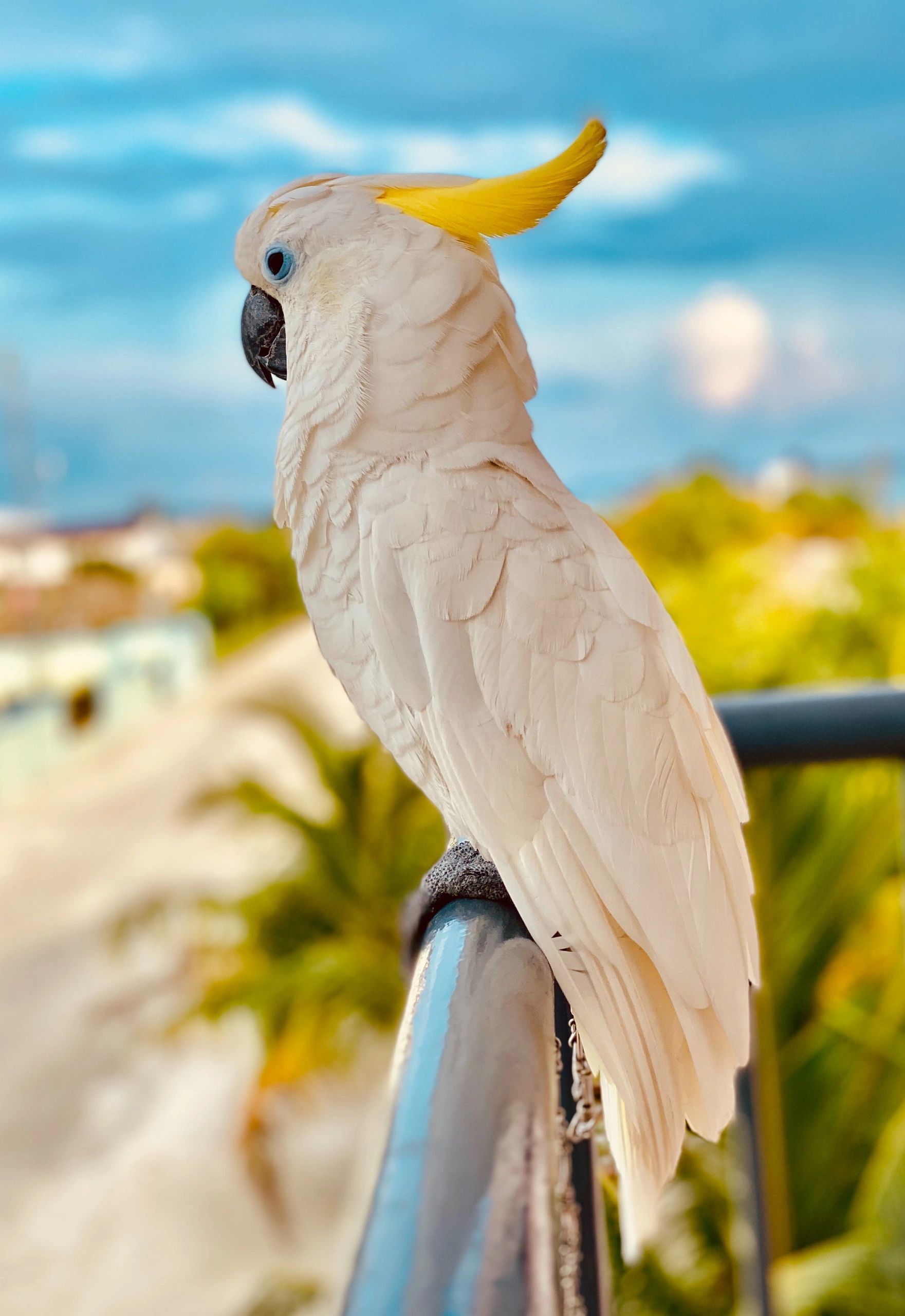 Annie Fowler Children's Book Author