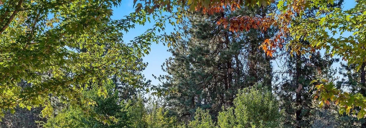 Mountain Pine Beetle Control | Arborist Tree Service Spokane