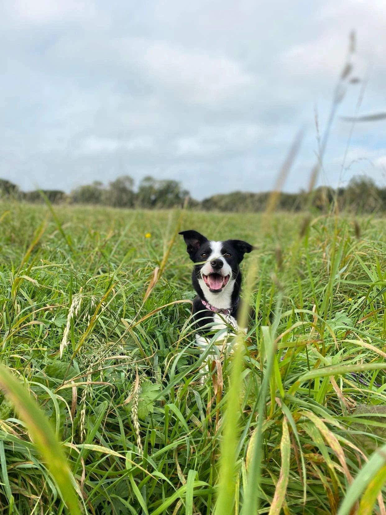Dog Training | Positive Reinforcement | Paw Forward