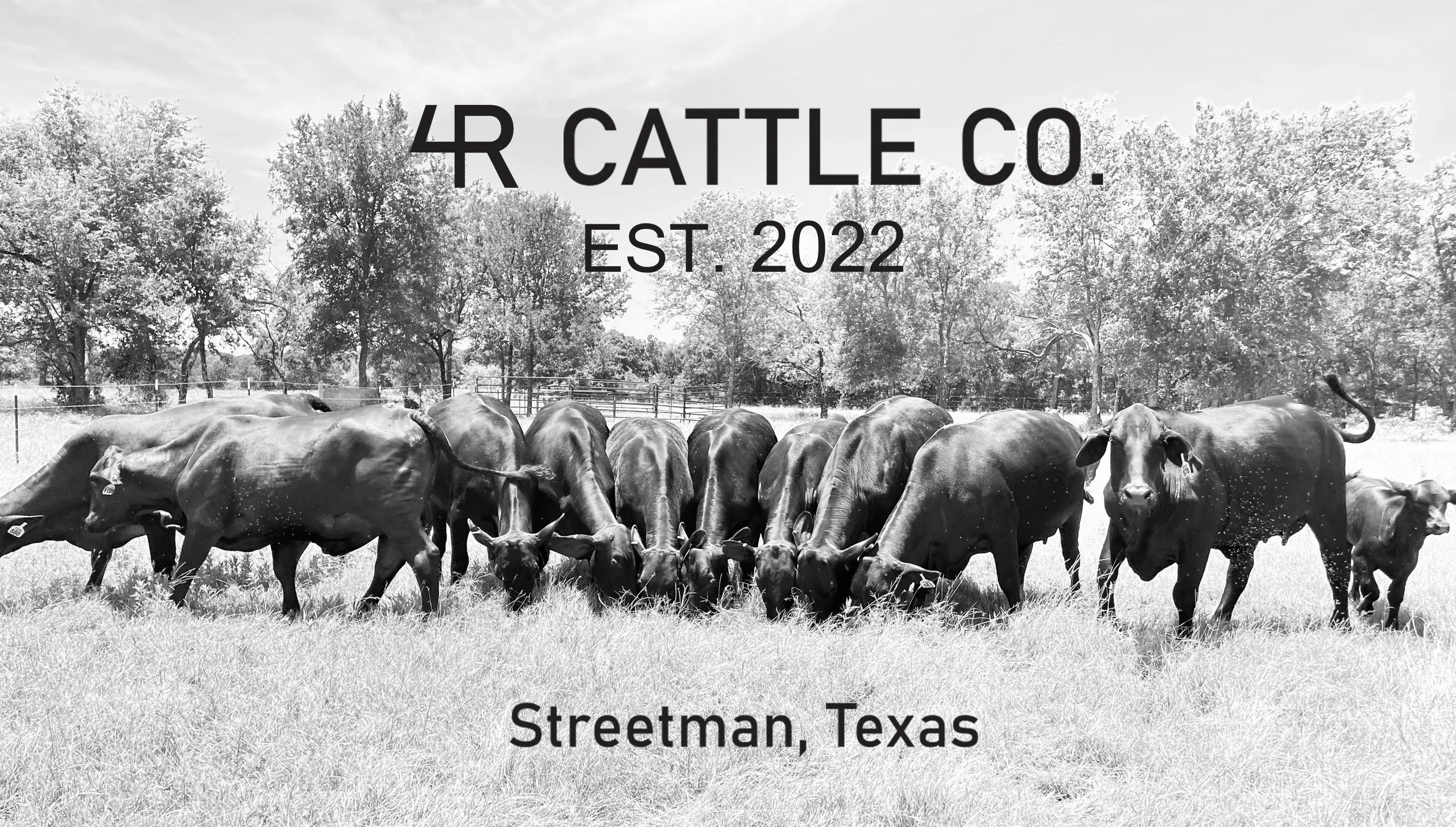 Discover the Beauty of Brangus Cattle and Australian Black Swans at 4R ...