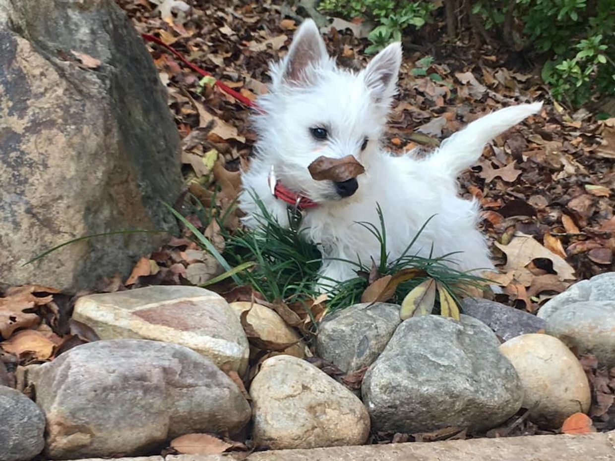 Westie Rescue SouthEast - Home