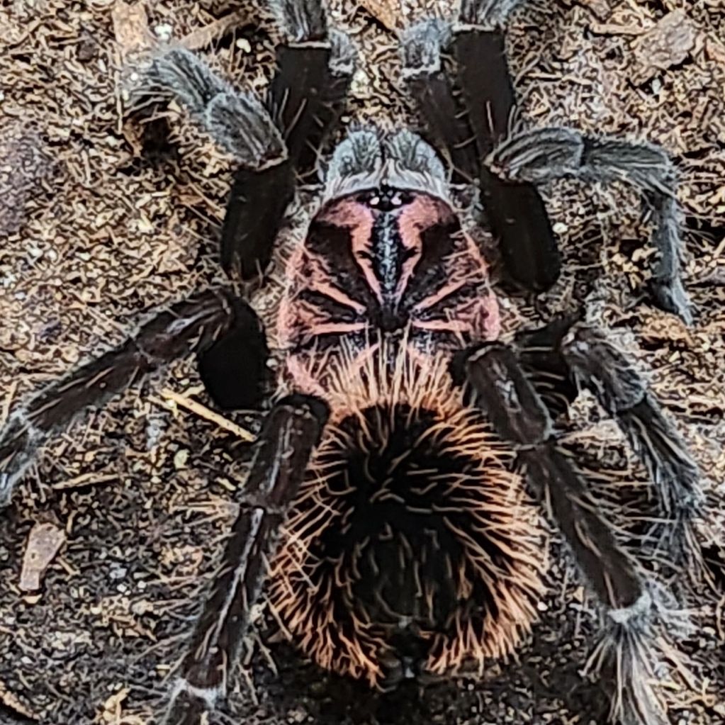 Tarantulas | Exotic Envy Reptiles