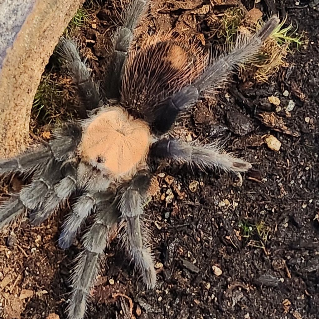 Tarantulas | Exotic Envy Reptiles