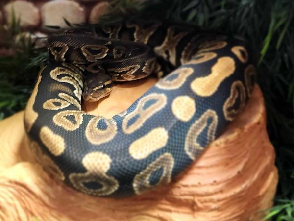 Ball Pythons