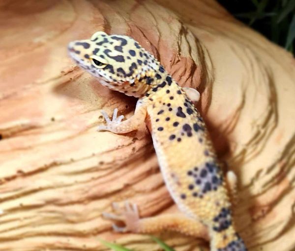 Leopard Geckos | Exotic Envy Reptiles