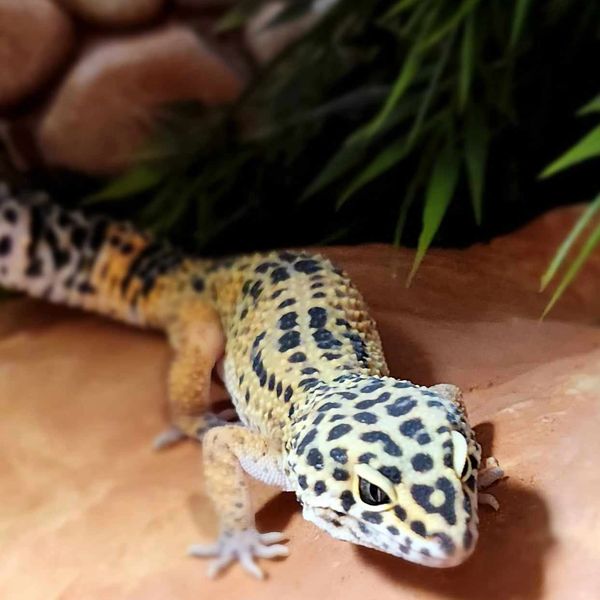 Leopard Geckos | Exotic Envy Reptiles