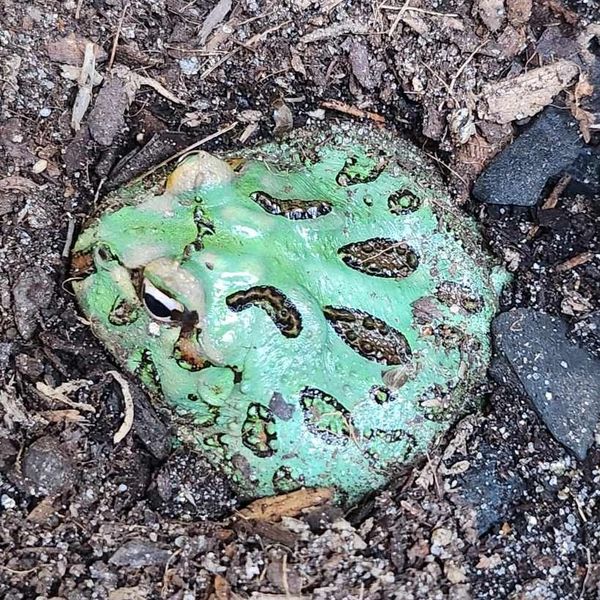 Frogs | Exotic Envy Reptiles