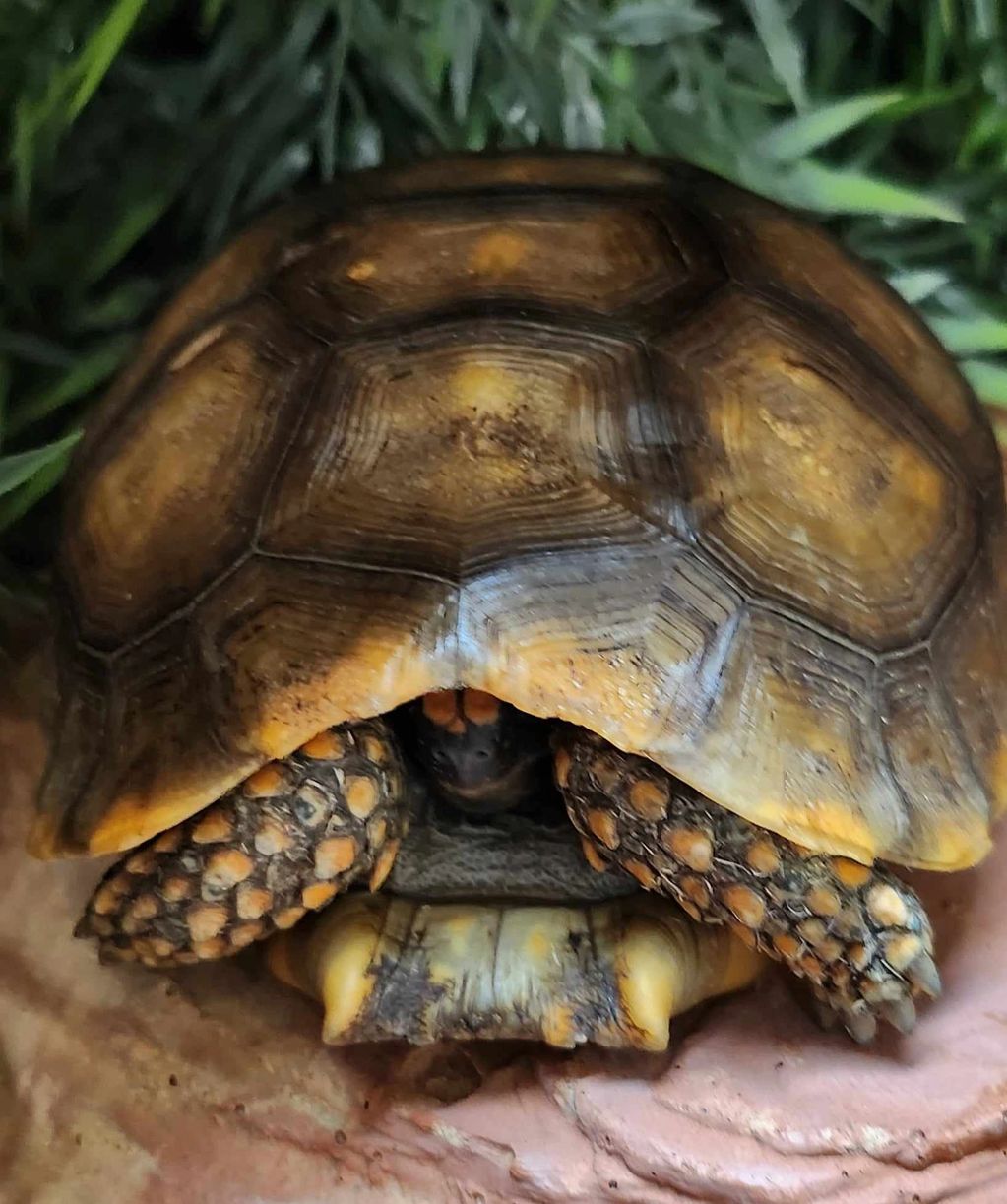 Tortoises | Exotic Envy Reptiles
