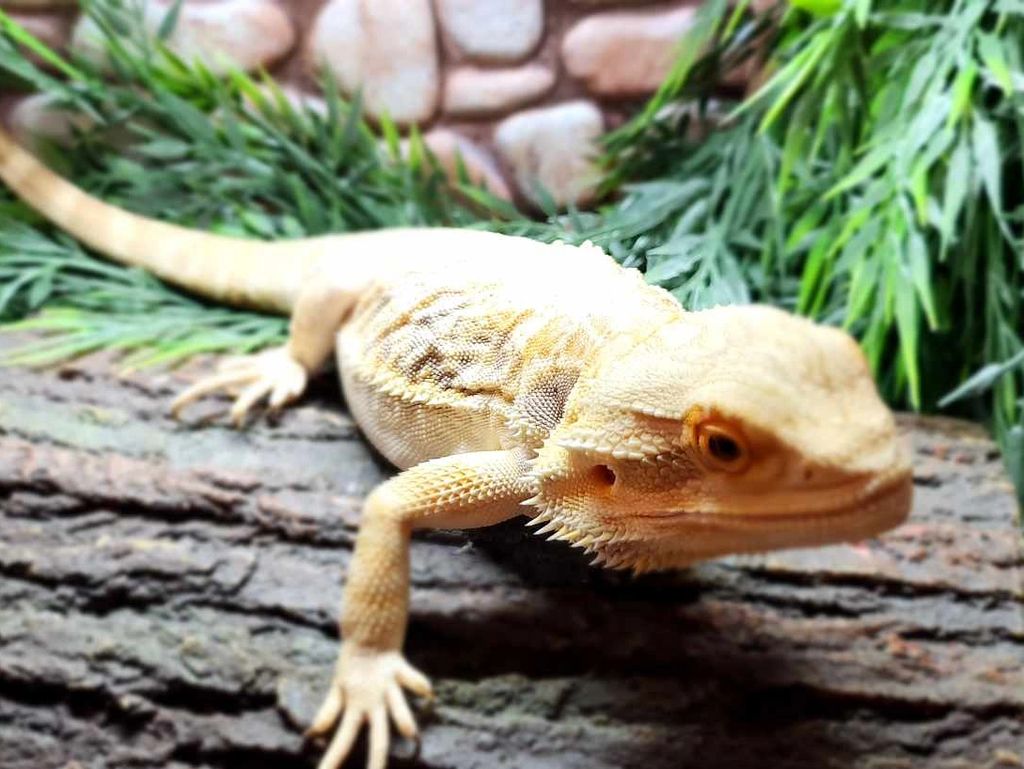 Bearded Dragons | Exotic Envy Reptiles