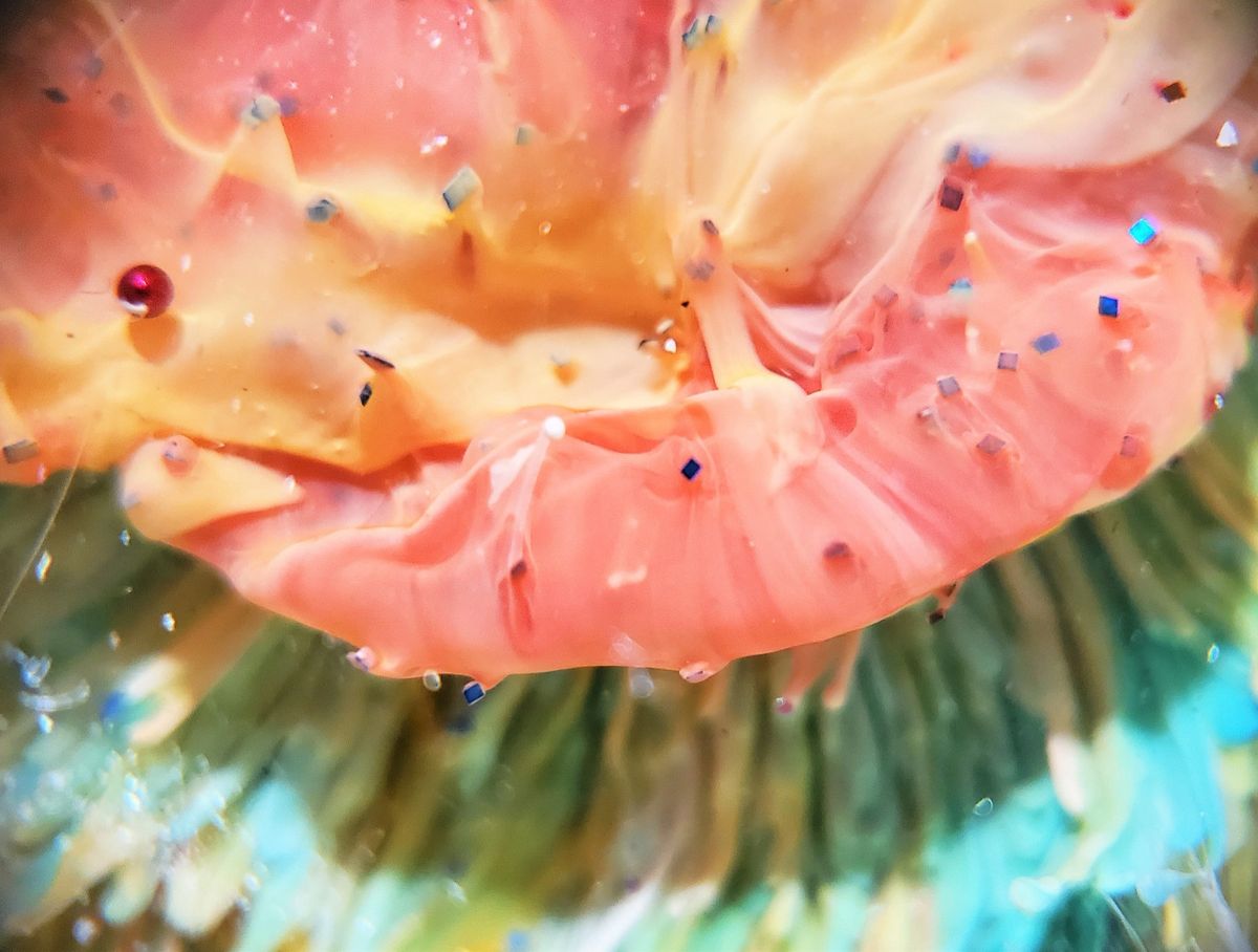 "Tiger Lilly" Original Photo