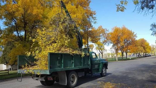 Larned Tree Service - Tree Trimming Billings, Tree Removal