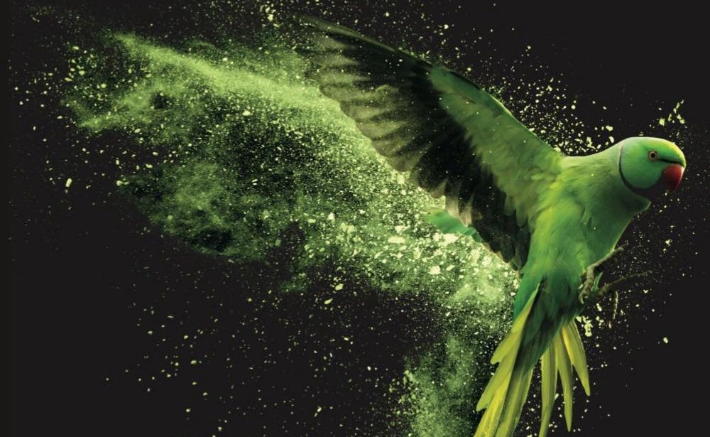 Parakeet Print - Signage, Printing Service, Print, Signage