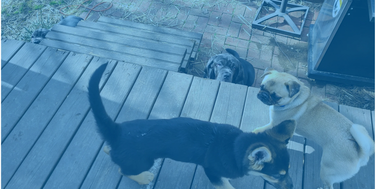 Professional Dog Behavior Training