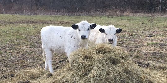The Gateway Farm - Vermont Maple Syrup, Maple Syrup, Vermont | The ...