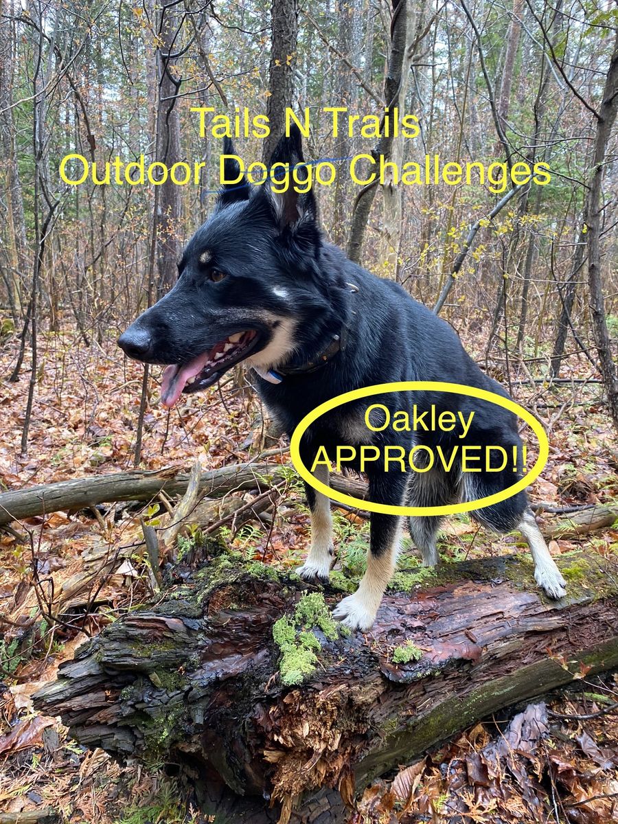 Tails N Trails Outdoor Challenges for DOGS