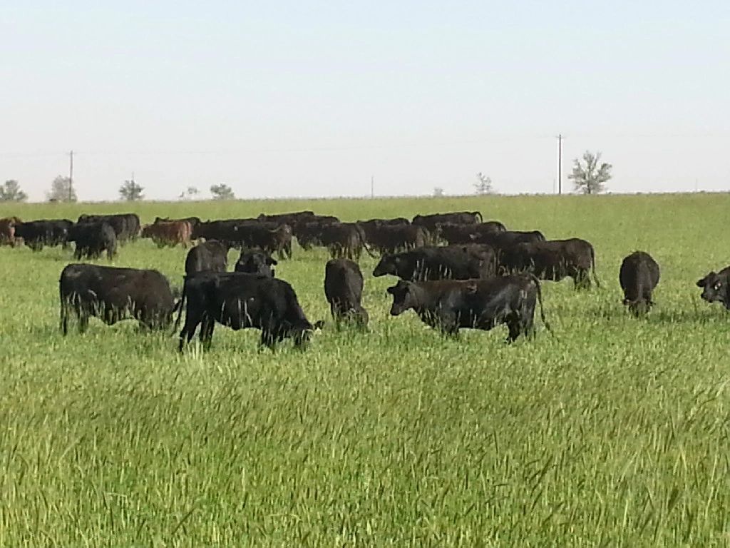 Home Page [e3ranchllc.com]