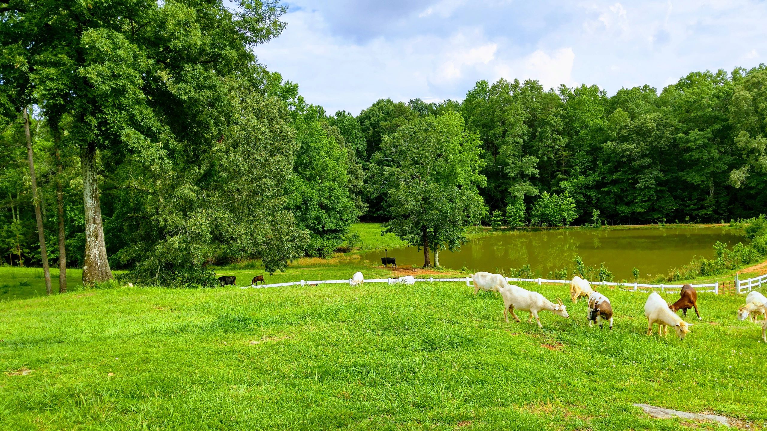 3 Thorns Farm to Table: Farm Fresh Lamb, Pork, Beef, and Eggs
