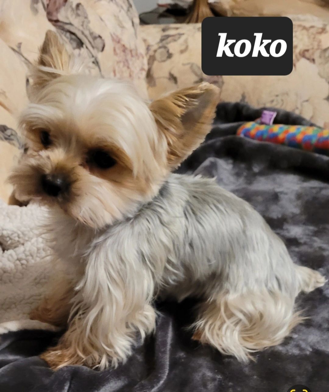 Koko's Komments | Yorkies of Western Michigan