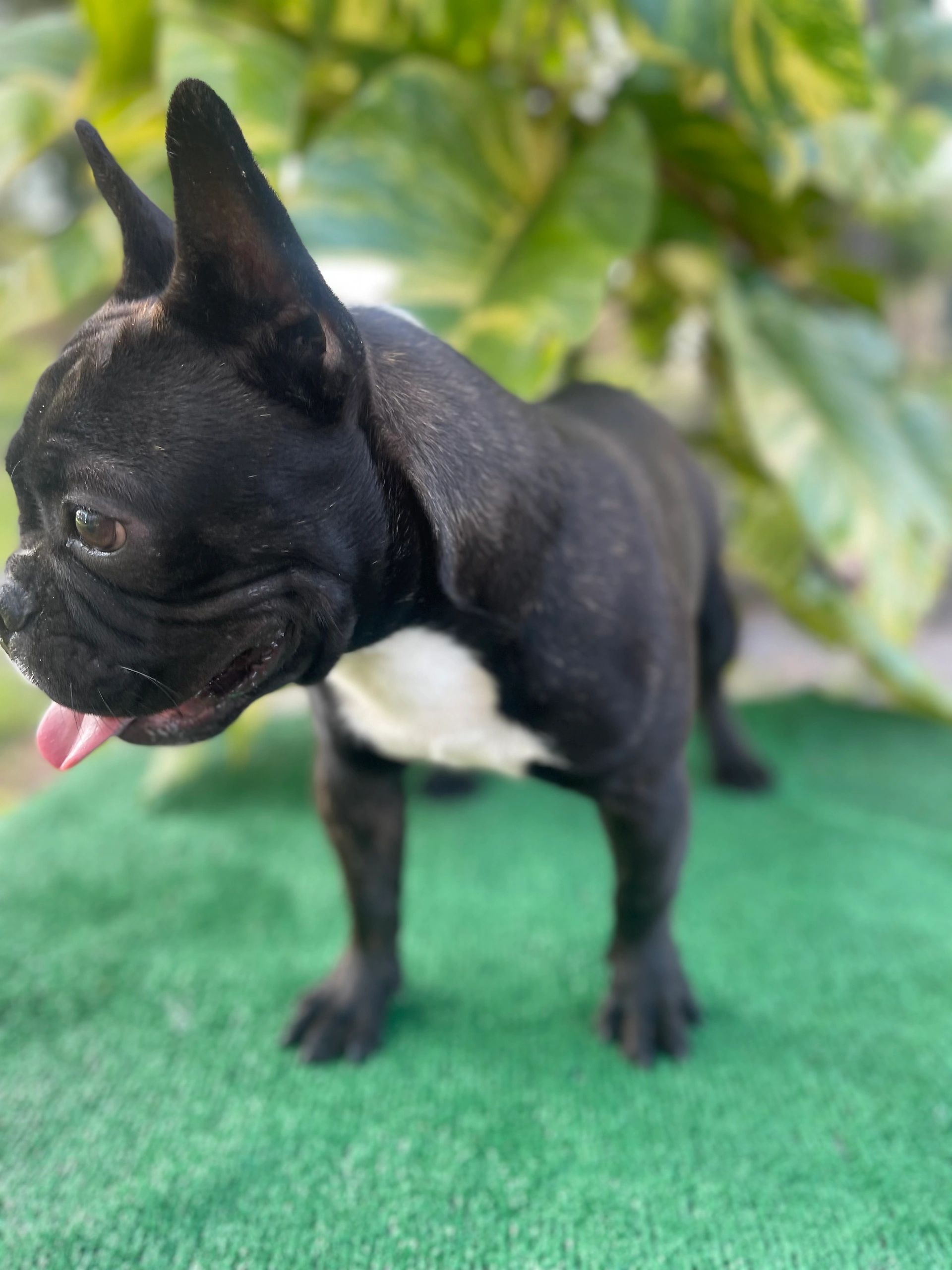 Frenchies | Richberg’s miniature schnauzers