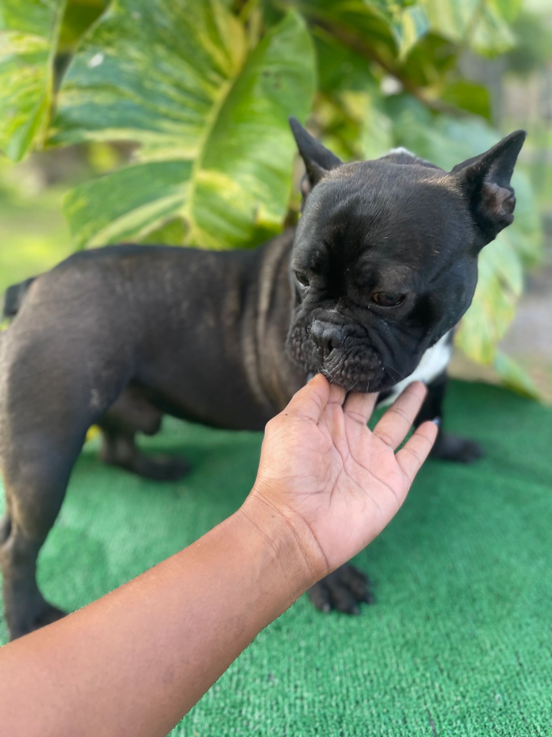 Frenchies | Richberg’s miniature schnauzers