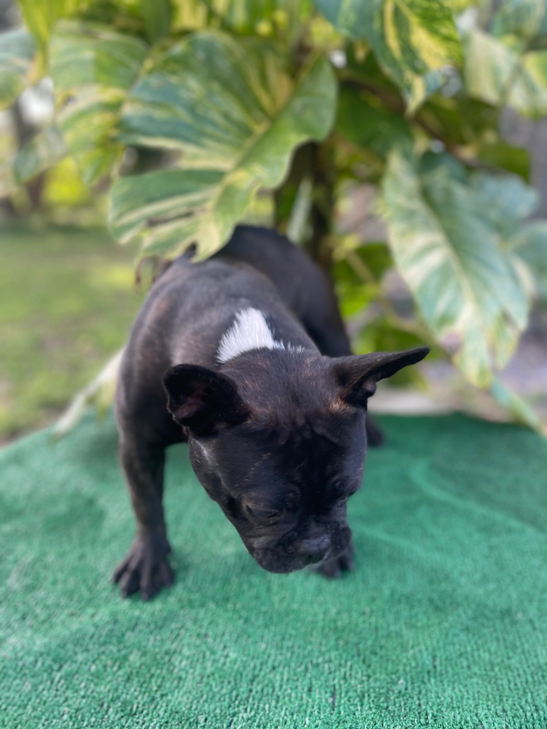 Frenchies | Richberg’s miniature schnauzers