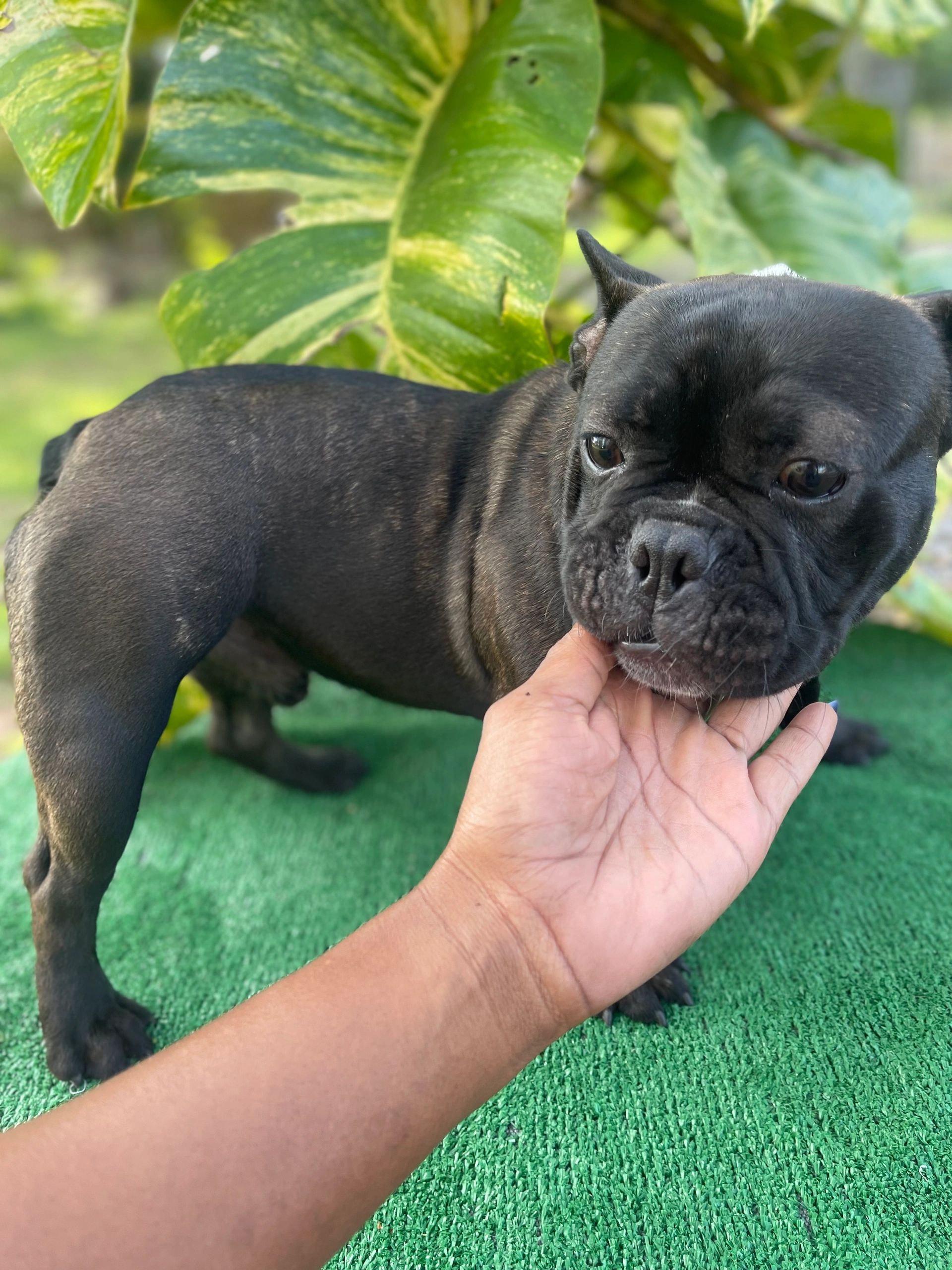 Frenchies | Richberg’s miniature schnauzers